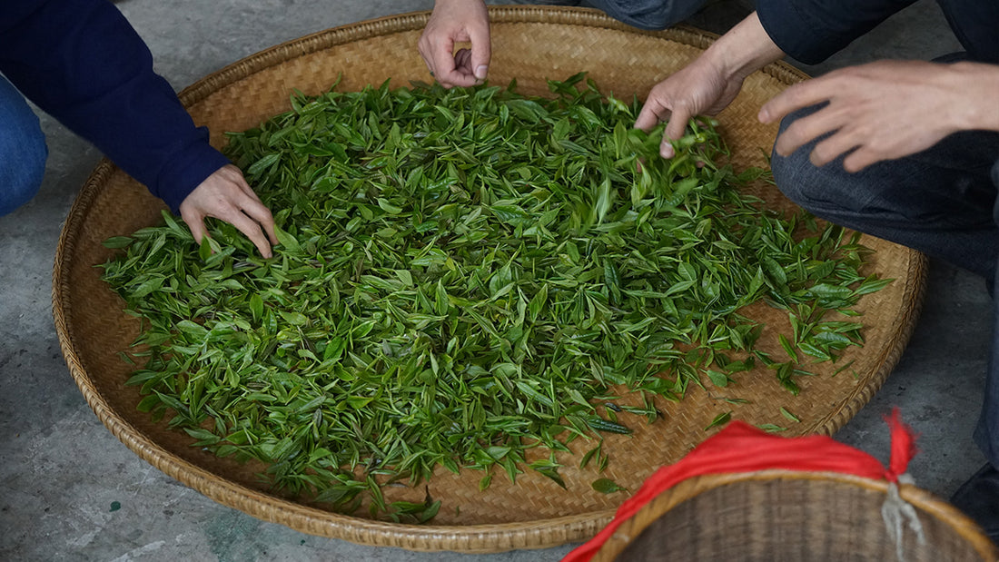 Main Types of Teas | Harney & Sons - Harney & Sons Fine Teas