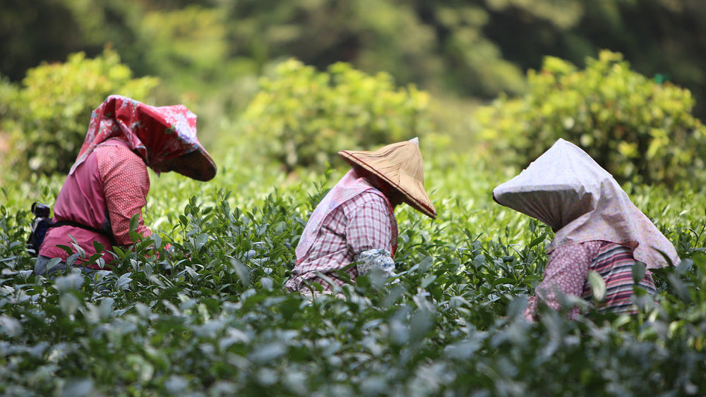Tea Sourcing Around the World | Harney & Sons - Harney & Sons Fine Teas