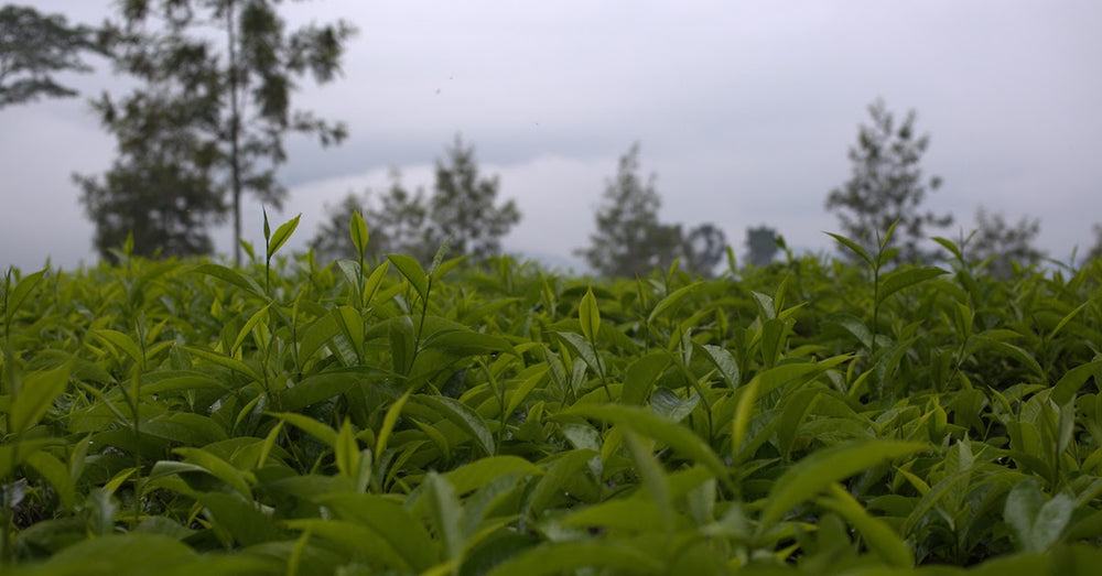 Tea Bushes 101: Discover Camellia Sinensis Varieties - Harney & Sons ...