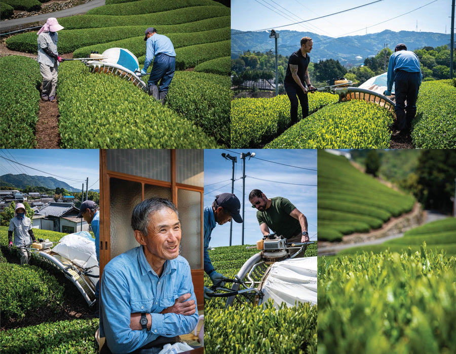 Uji Tea Experience: Discover Japan's Rich Tea Traditions - Harney ...