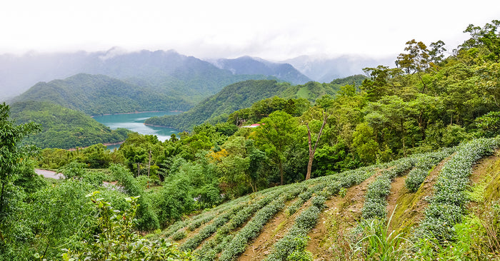 Taiwan Tea Region: Discover Exquisite Oolong Teas - Harney & Sons Fine Teas