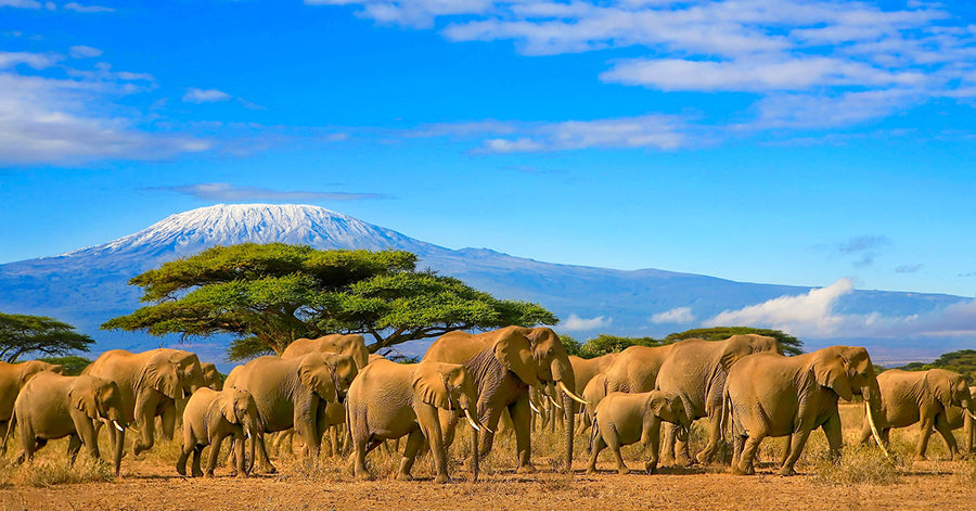 All About the Tanzania and Rwanda Tea Regions | Harney & Sons - Harney ...