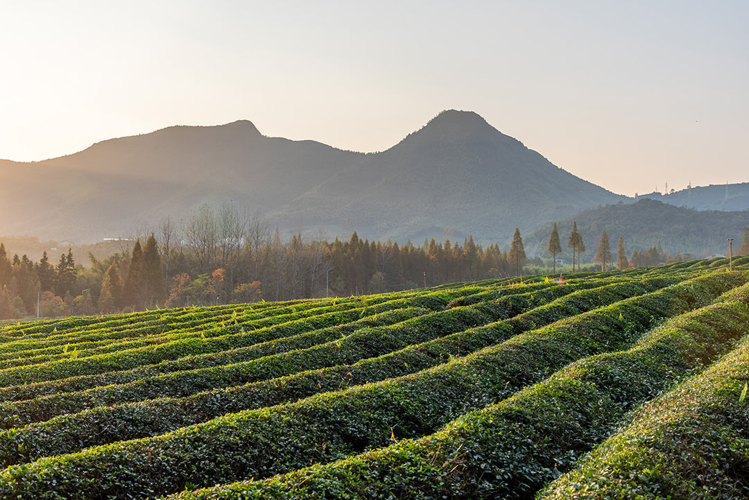 Bi Lo Chun Green Tea & Premium Chinese Tea - Harney & Sons Fine Teas
