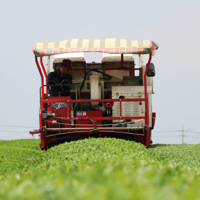 Matcha: Everything You Need to Know About This Superfood - Harney ...