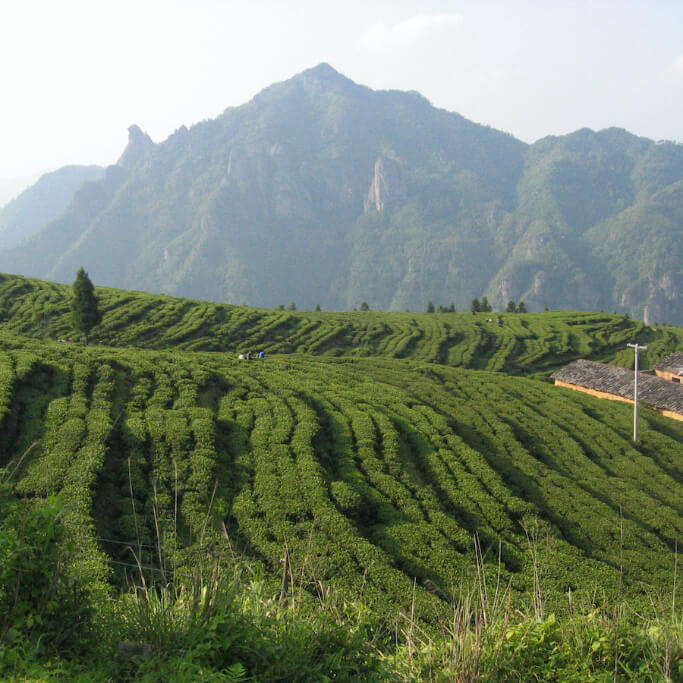 Black Tea: Everything You Need to Know About This Popular Tea - Harney ...