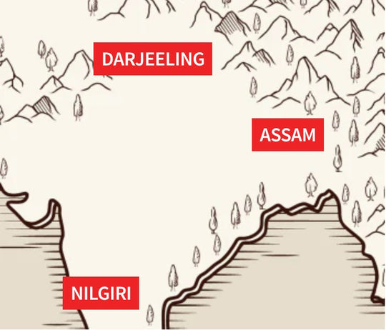 Tea 101: Essential Guide to Types, Brewing, and Benefits - Harney ...