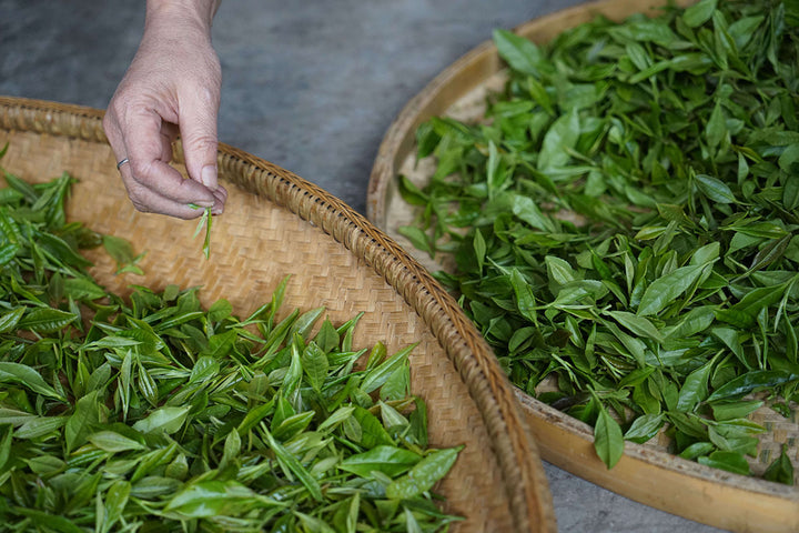 Oolong Tea: Everything You Want to Know About This Unique Tea - Harney ...